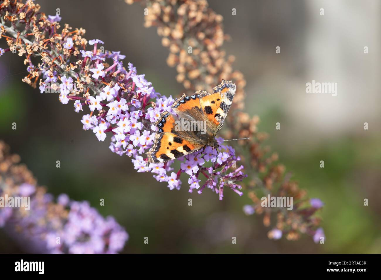 Small Tortoiseshell (Aglais urticae) on Buddleja (Buddleia, Buddlea ...