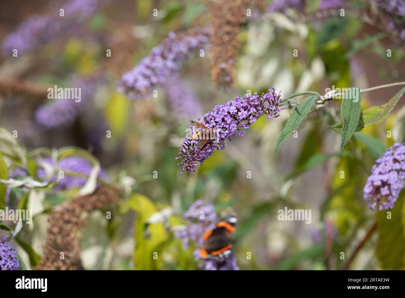 Papillon buddleja hi-res stock photography and images - Alamy