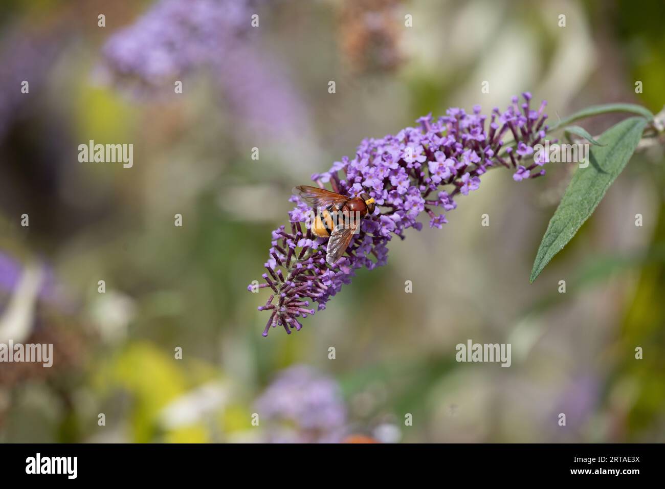 Female Hornet Mimic Hoverfly (Volucella zonaria) on Buddleja (Buddleia ...