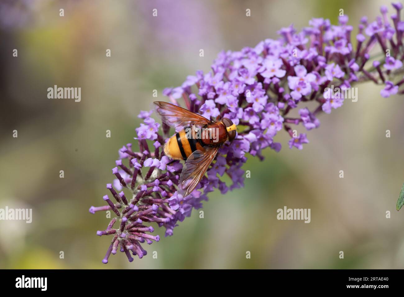 Female Hornet Mimic Hoverfly (Volucella zonaria) on Buddleja (Buddleia ...