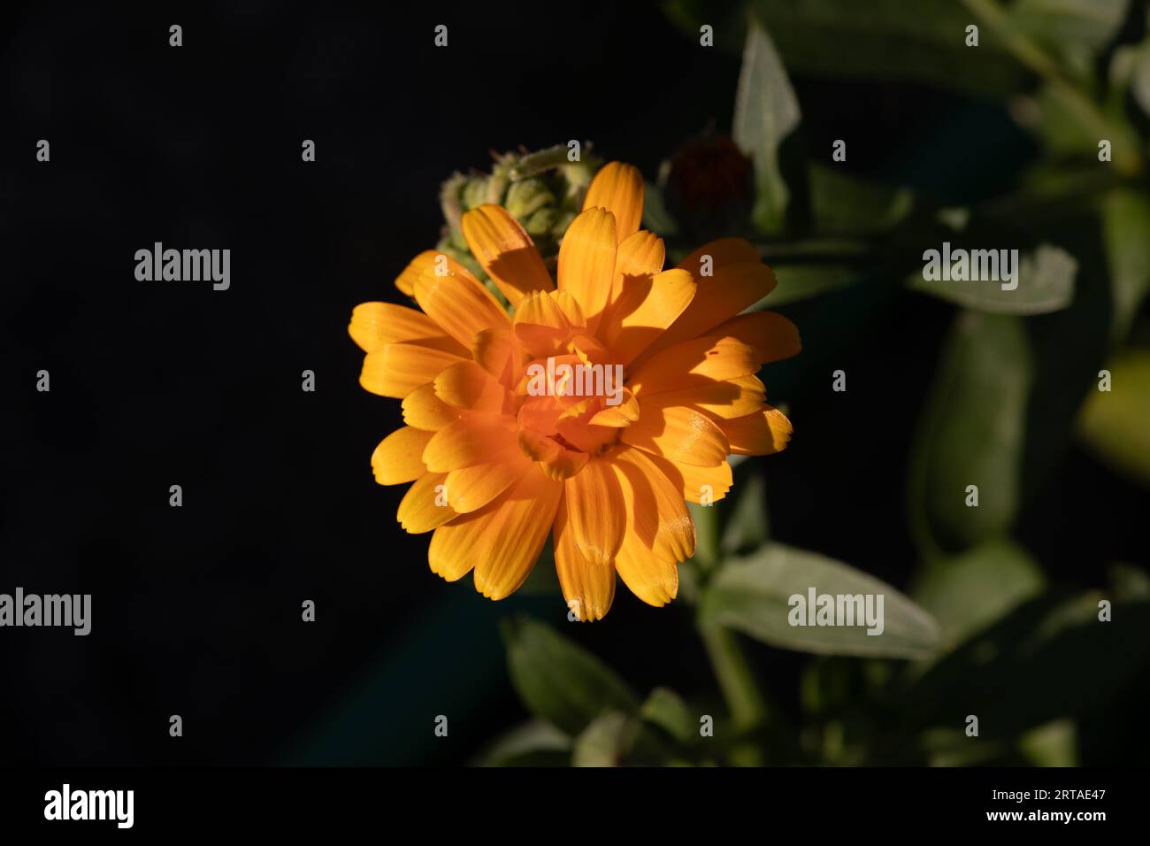 Calendula officinalis cream hi-res stock photography and images - Alamy