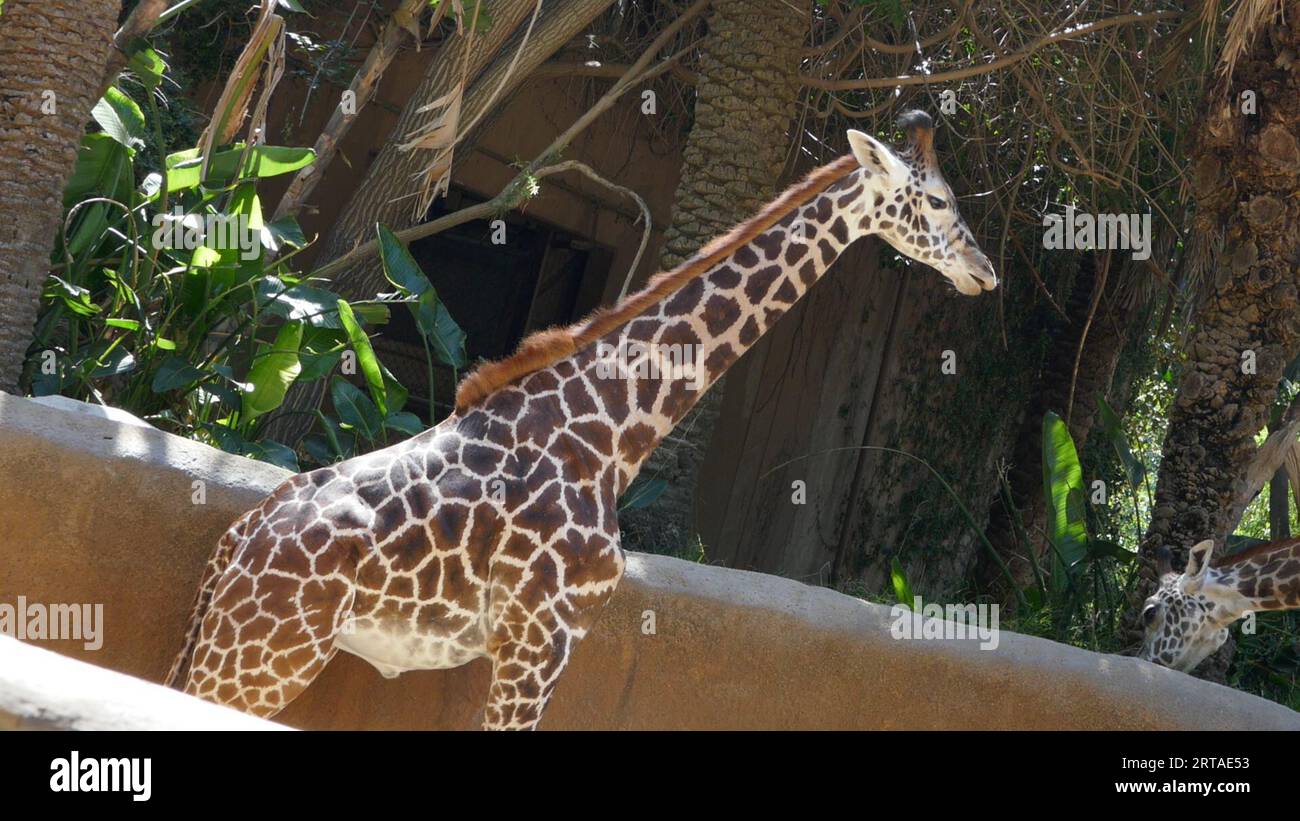 Los Angeles, California, USA 31st August 2023 Maasai Giraffe, Masai ...