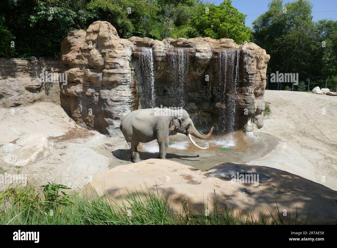 Los Angeles, California, USA 31st August 2023 Asian Elephant Billy at ...