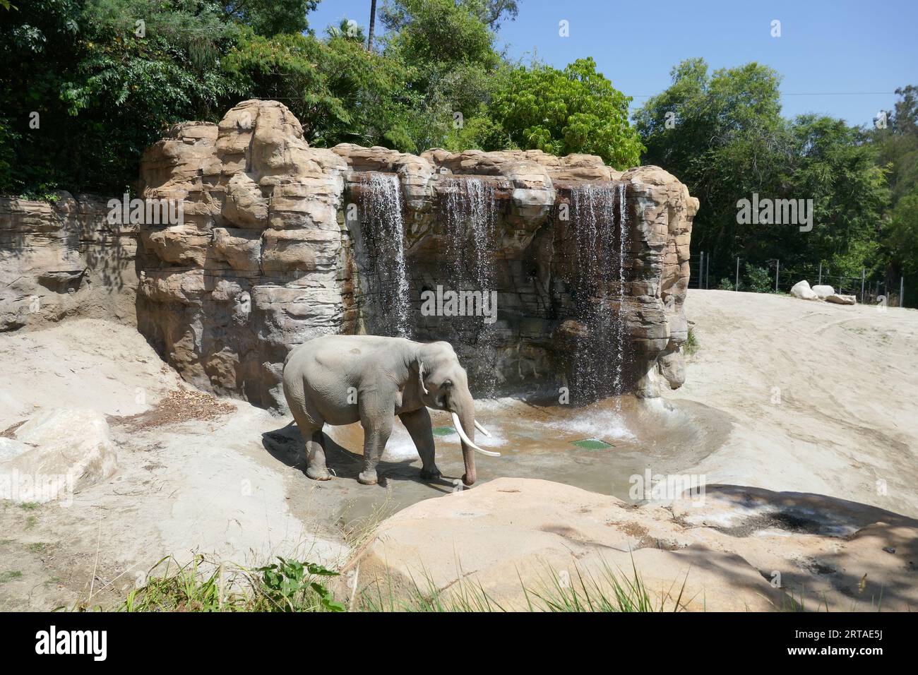 Los Angeles, California, USA 31st August 2023 Asian Elephant Billy at ...
