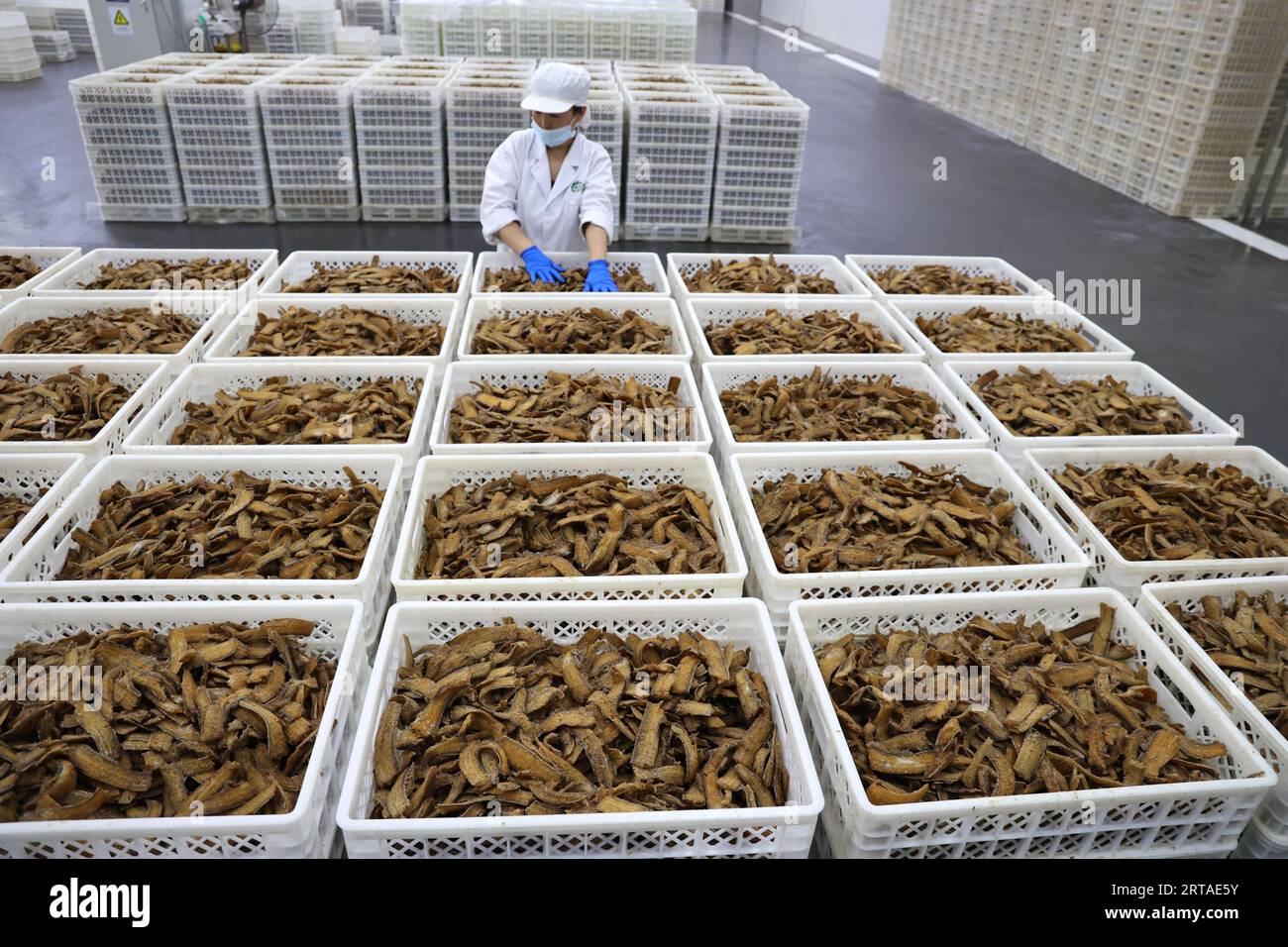 Canned fish production hi-res stock photography and images - Alamy