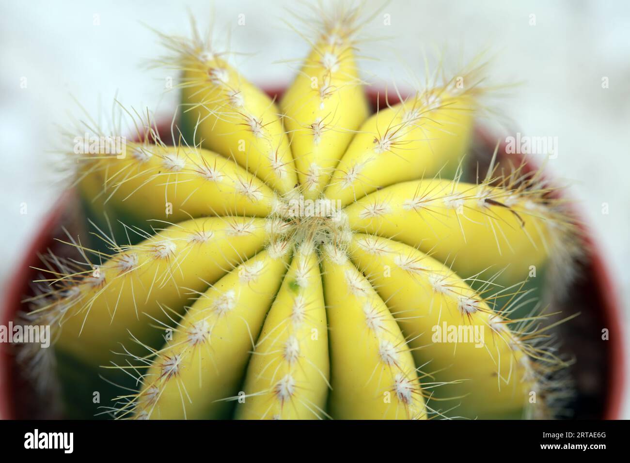 Cactus plants in the garden Stock Photo - Alamy