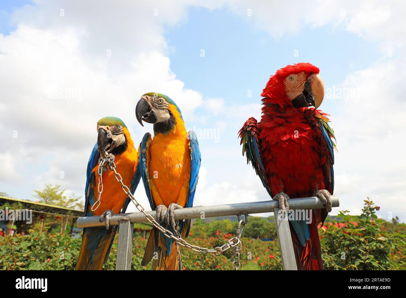 Breeding macaws hi-res stock photography and images - Alamy