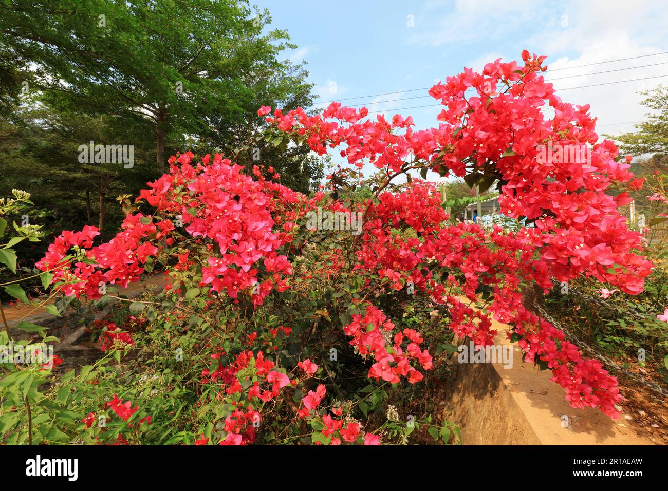 The blooming triangle plum is in Sanya, South China Stock Photo - Alamy