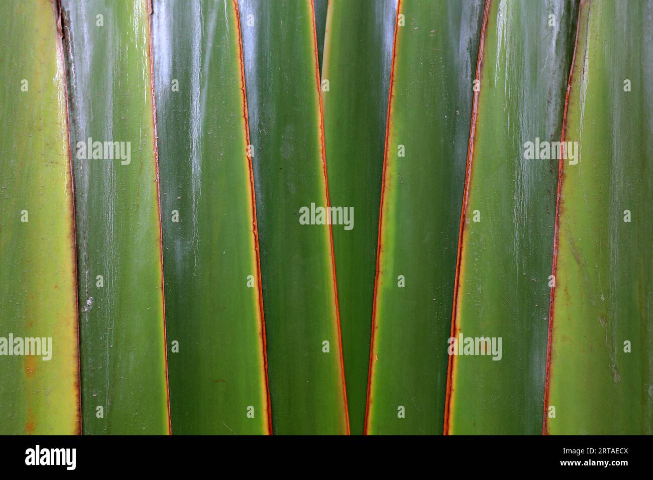 A close-up of the stems of plantain, South China Stock Photo - Alamy
