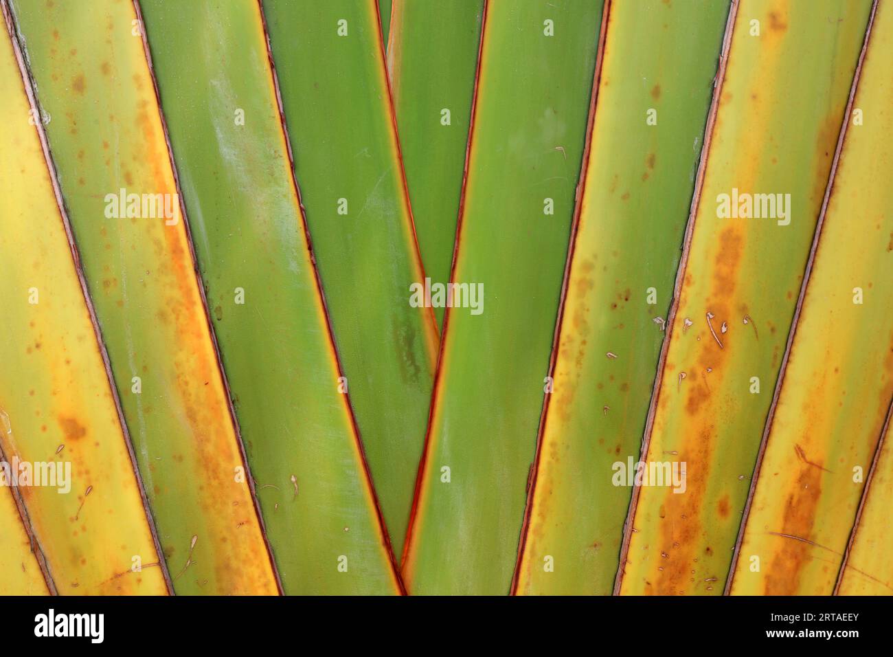 A close-up of the stems of plantain, South China Stock Photo - Alamy