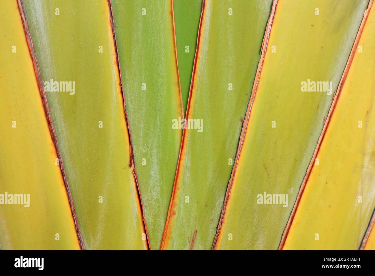 A close-up of the stems of plantain, South China Stock Photo - Alamy