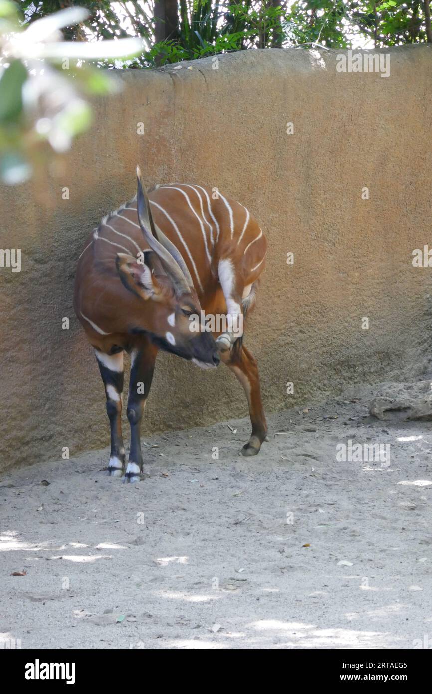 Los Angeles, California, USA 31st August 2023 Mountain Bongo scratching ...