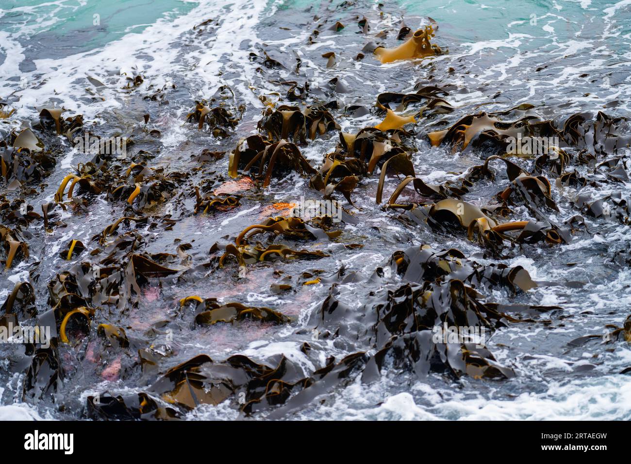 Seaweed and bull kelp growing on rocks in the ocean in australia. Waves ...