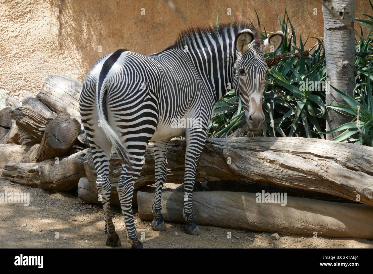 Los Angeles, California, USA 31st August 2023 GrevyÕs Zebras at LA Zoo ...