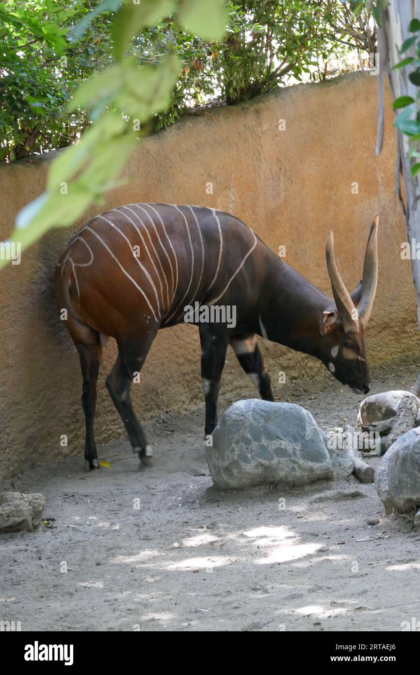Los Angeles, California, USA 31st August 2023 Mountain Bongo at LA Zoo ...