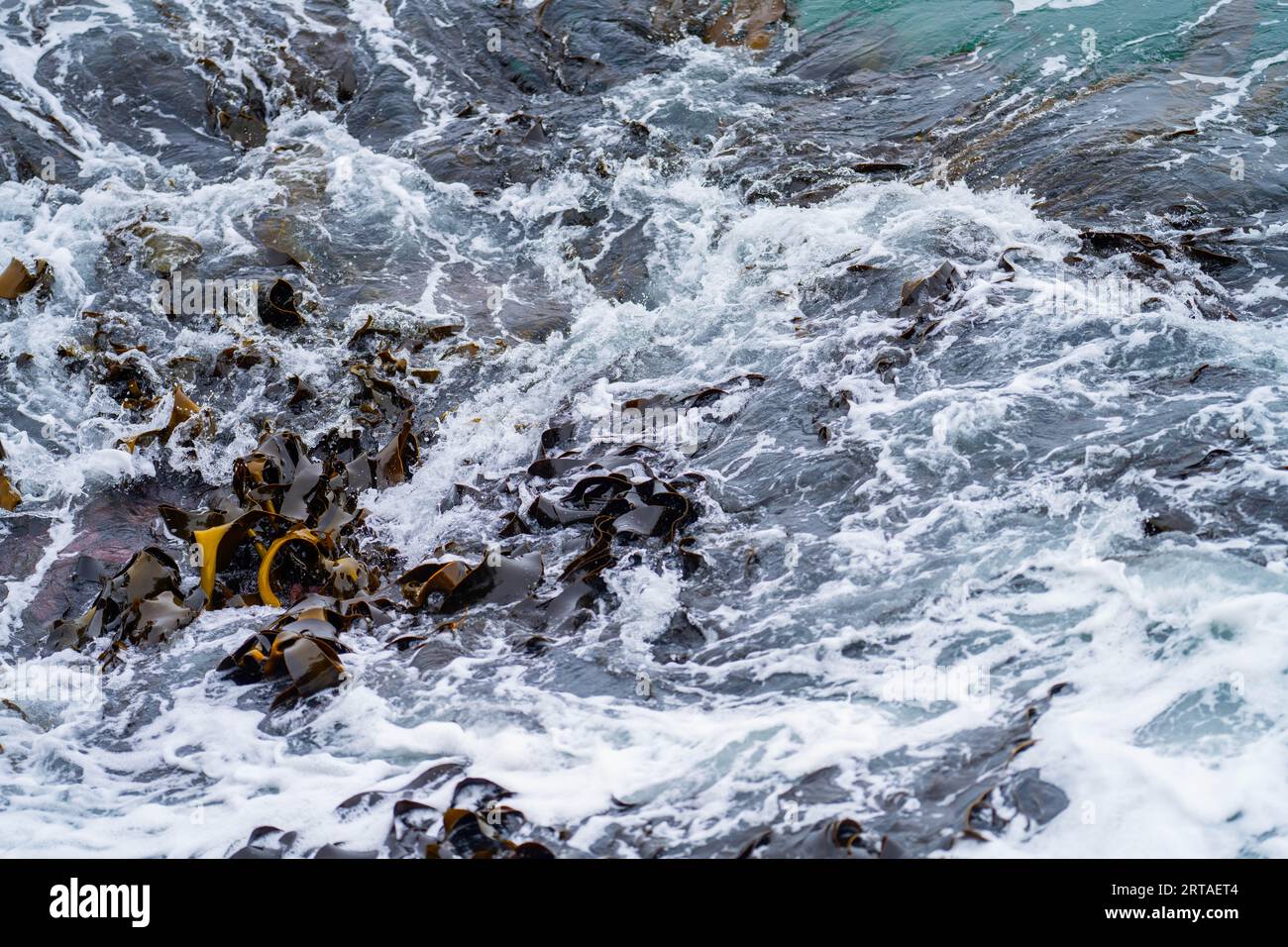 Seaweed and bull kelp growing on rocks in the ocean in australia. Waves ...