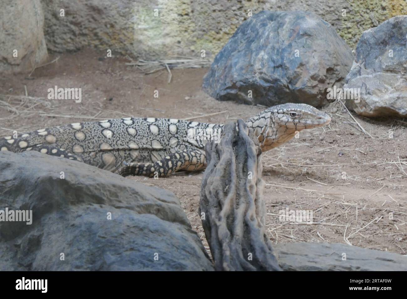 Los Angeles, California, USA 31st August 2023 Perente at LA Zoo on ...