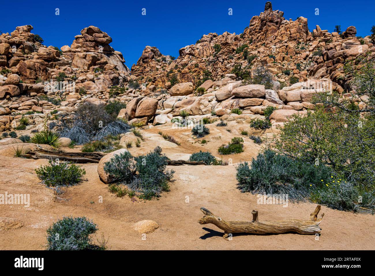 Joshua Tree National Park with blue skies, wildflowers and cactus ...