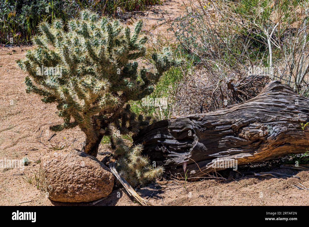 Joshua Tree National Park with blue skies, wildflowers and cactus ...