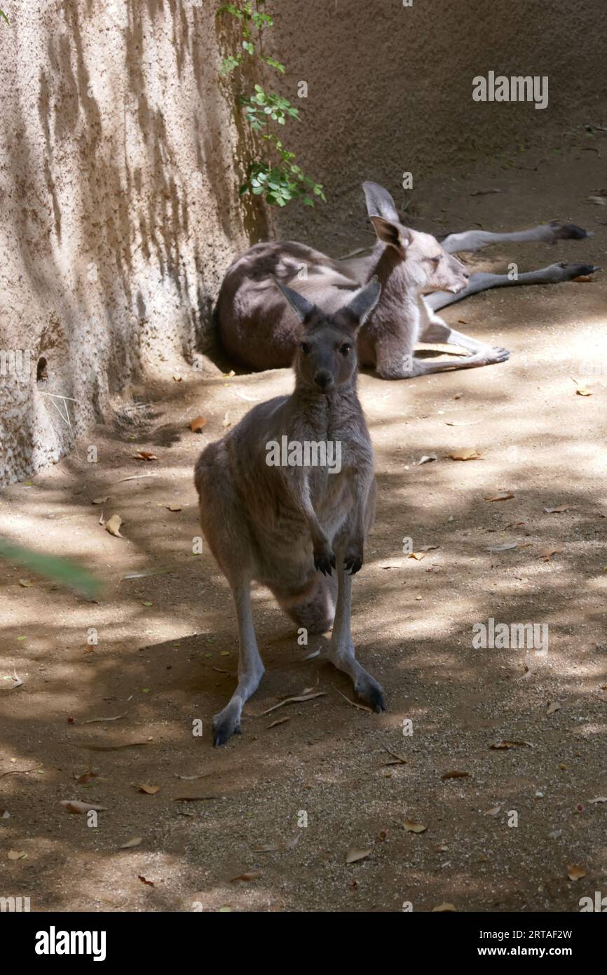 Los Angeles, California, USA 31st August 2023 Kangaroos at LA Zoo on ...