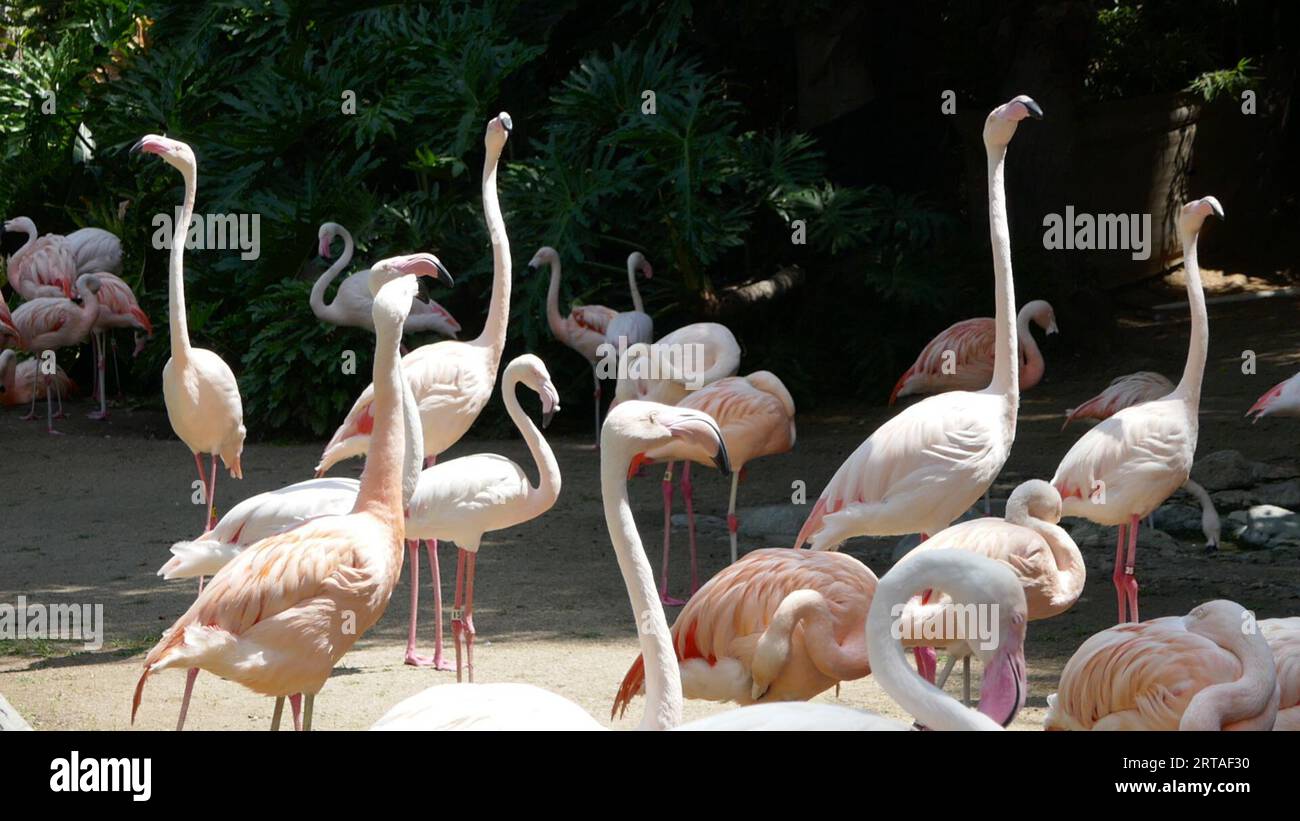 Los Angeles, California, USA 31st August 2023 Flamingos at LA Zoo on ...