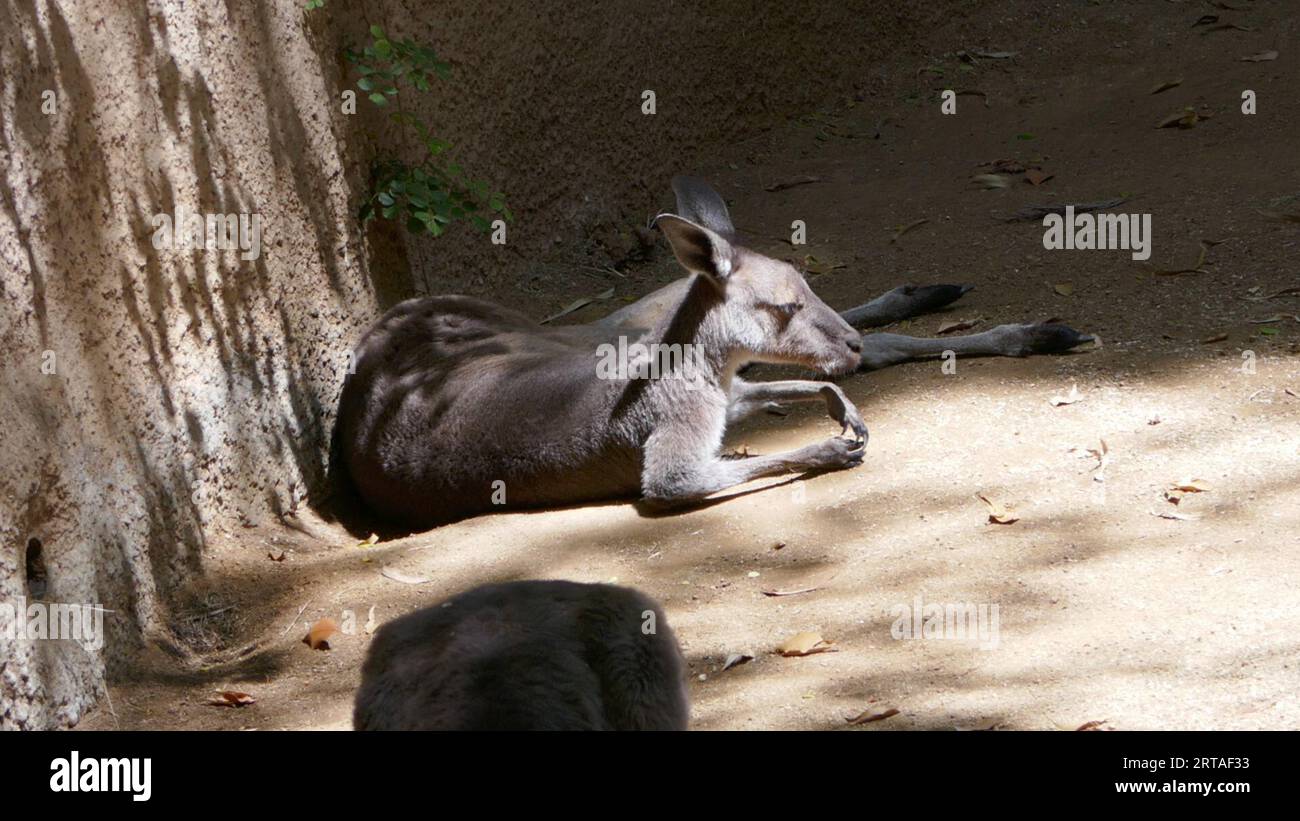Los Angeles, California, USA 31st August 2023 Kangaroo at LA Zoo on ...