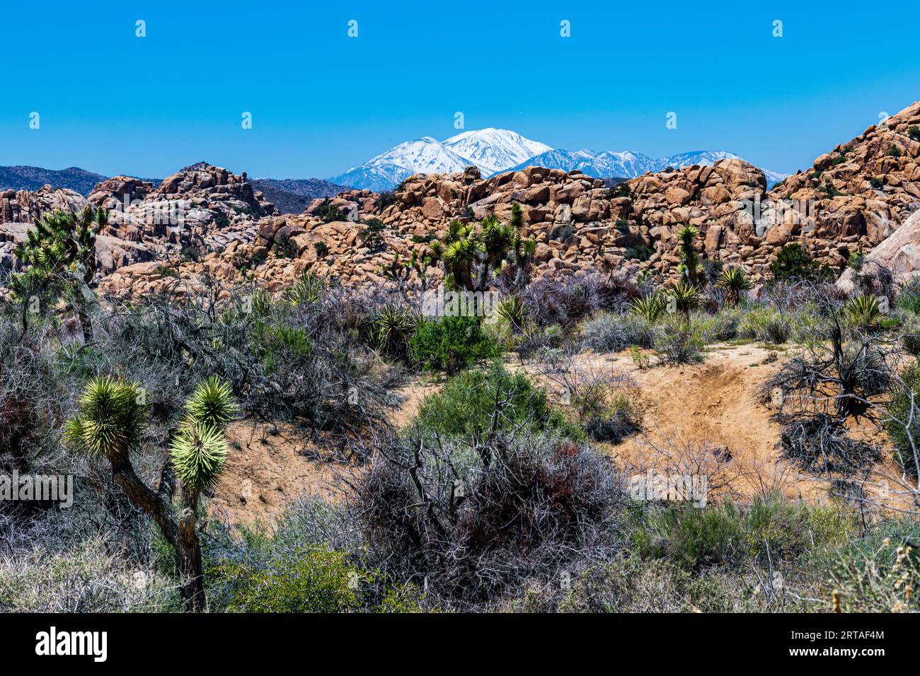 Joshua trees cactus wildflowers hi-res stock photography and images - Alamy
