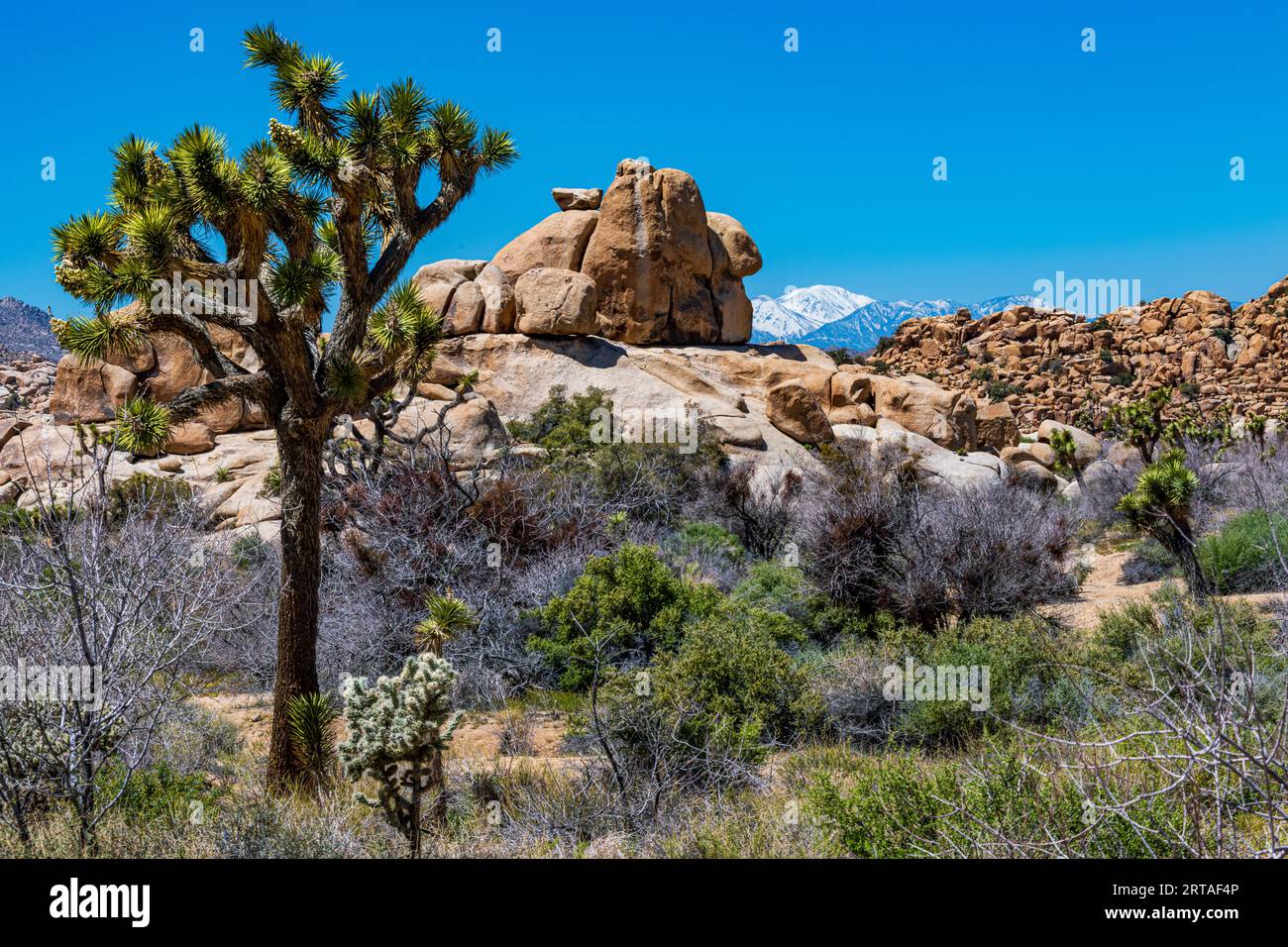 Joshua trees cactus wildflowers hi-res stock photography and images - Alamy