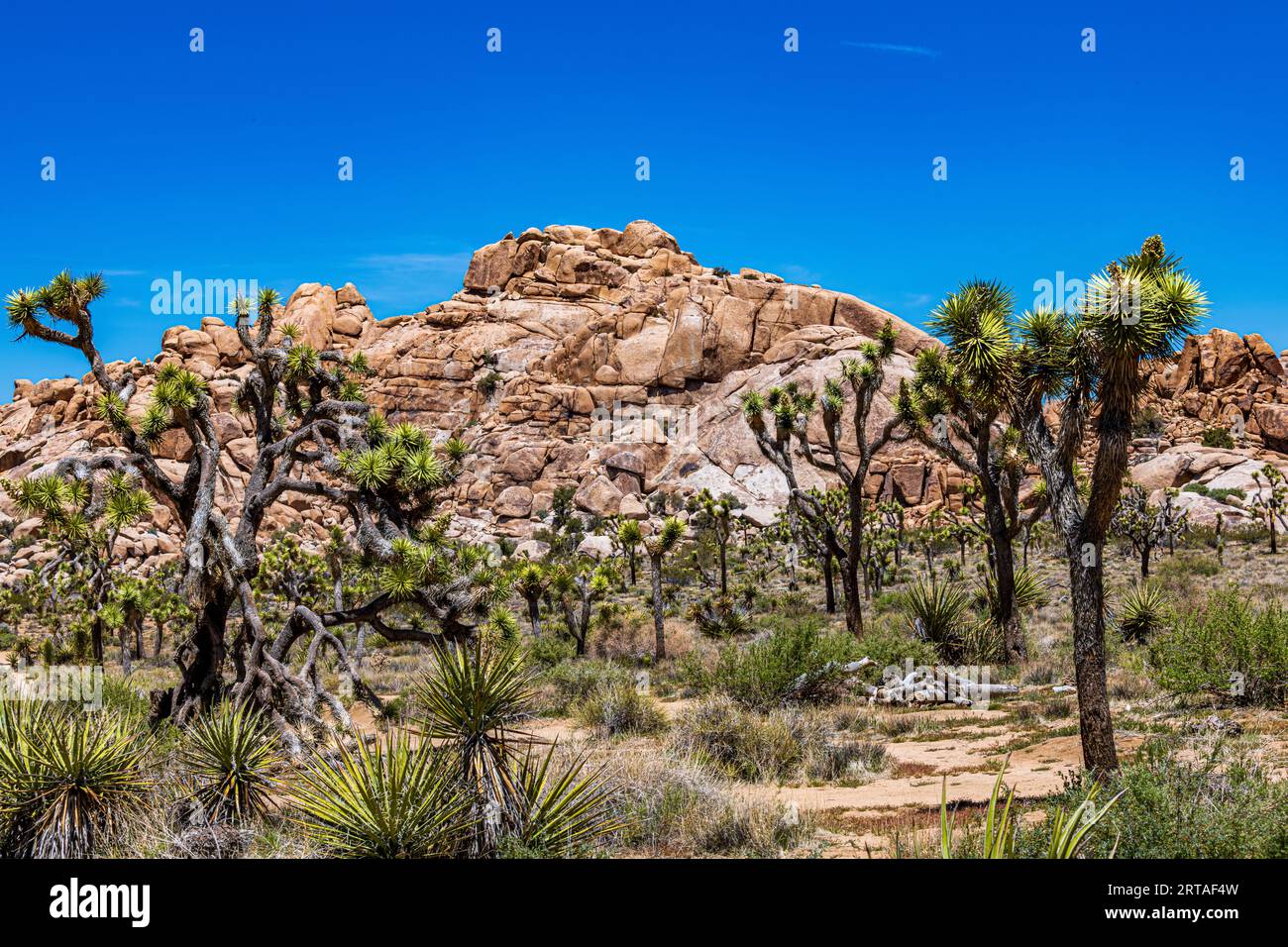 Joshua trees cactus wildflowers hi-res stock photography and images - Alamy
