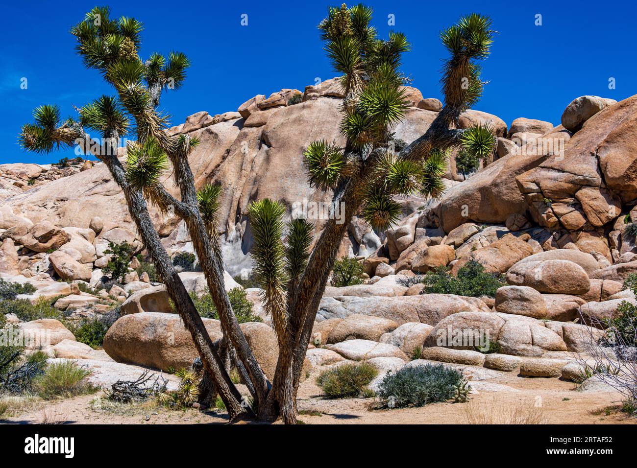 Joshua Tree National Park with blue skies, wildflowers and cactus ...