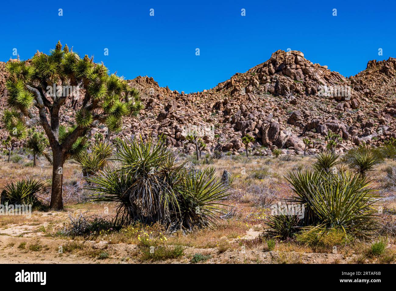 Joshua Tree National Park with blue skies, wildflowers and cactus ...