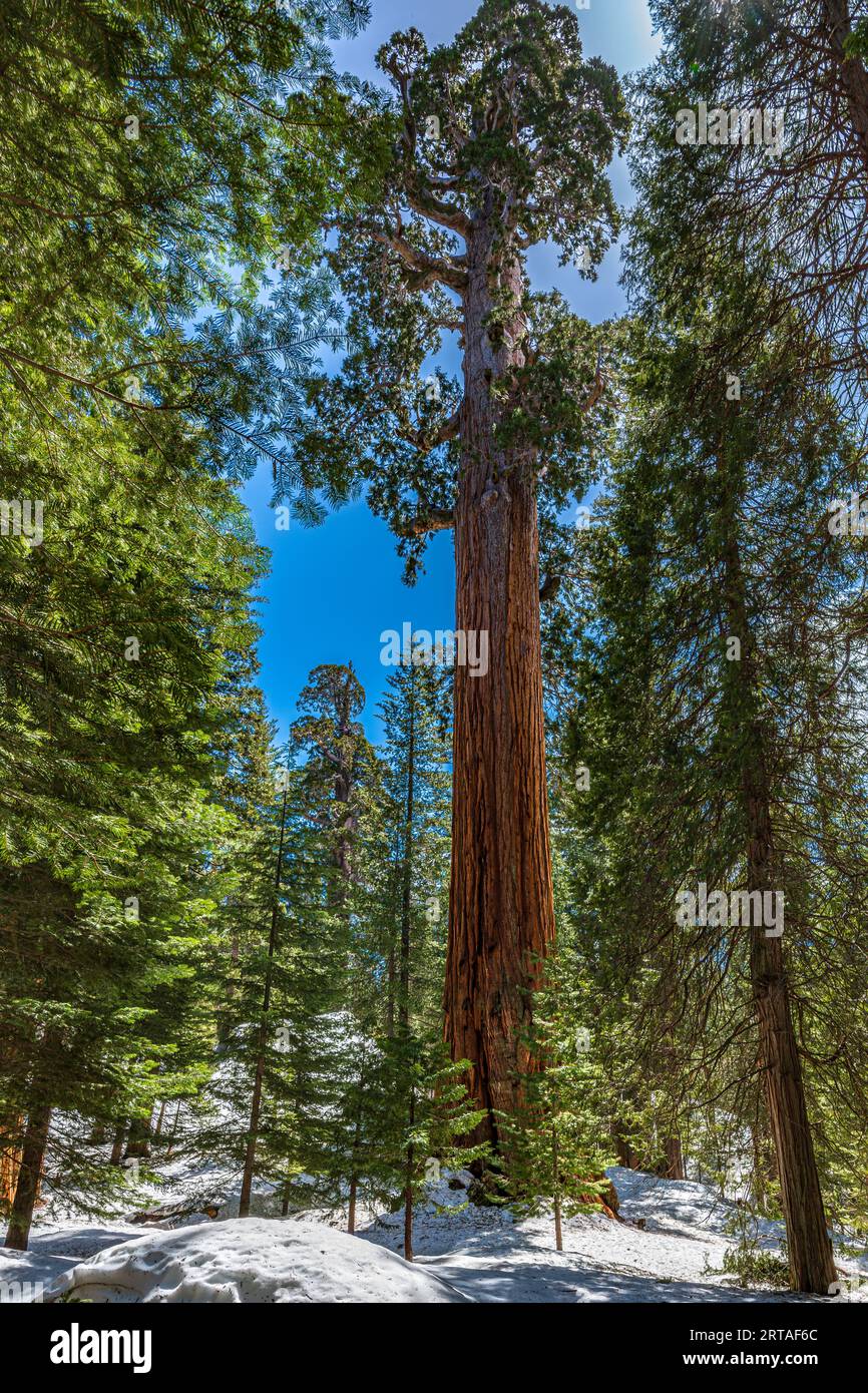 Morning sunlight through the General grant Grove of giant Sequoias in ...