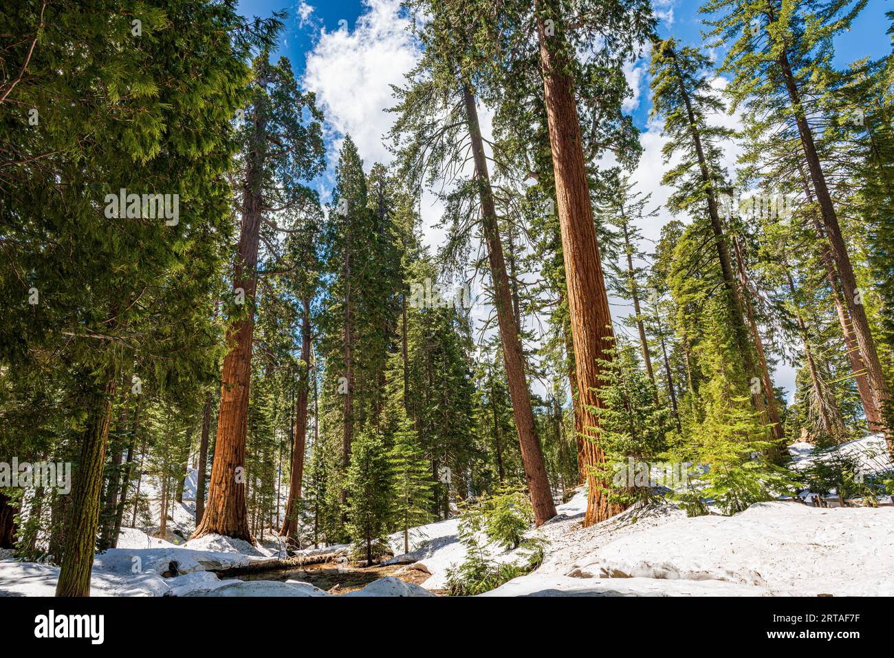 Morning sunlight through the General grant Grove of giant Sequoias in ...