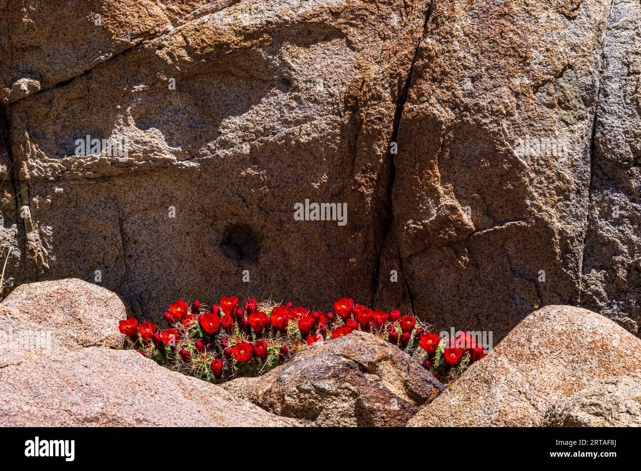 Joshua trees cactus wildflowers hi-res stock photography and images - Alamy