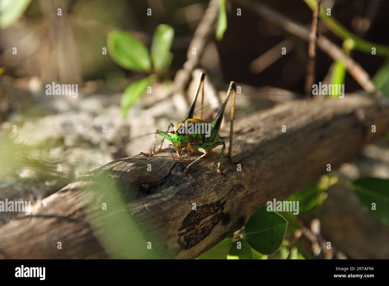 Focused grasshopper sitting on a branch Stock Photo - Alamy