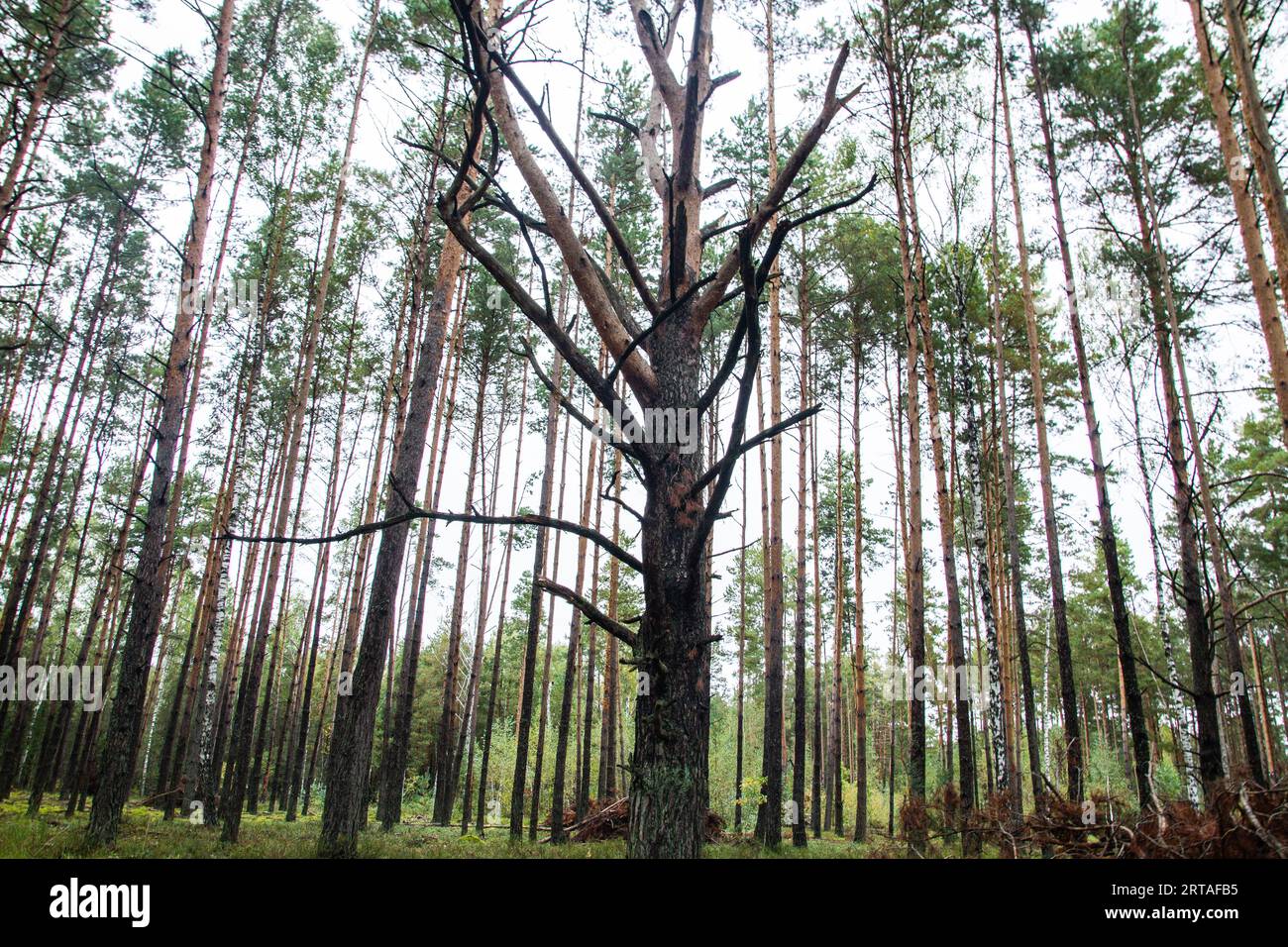 An old oak tree in the forest Stock Photo - Alamy