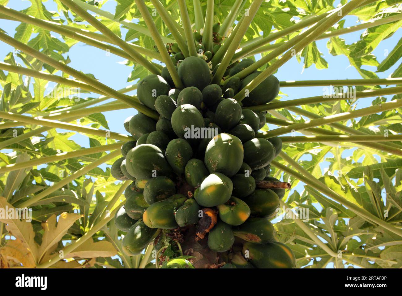 A wonderful and healthy papaya tree with a lot of papayas Stock Photo ...