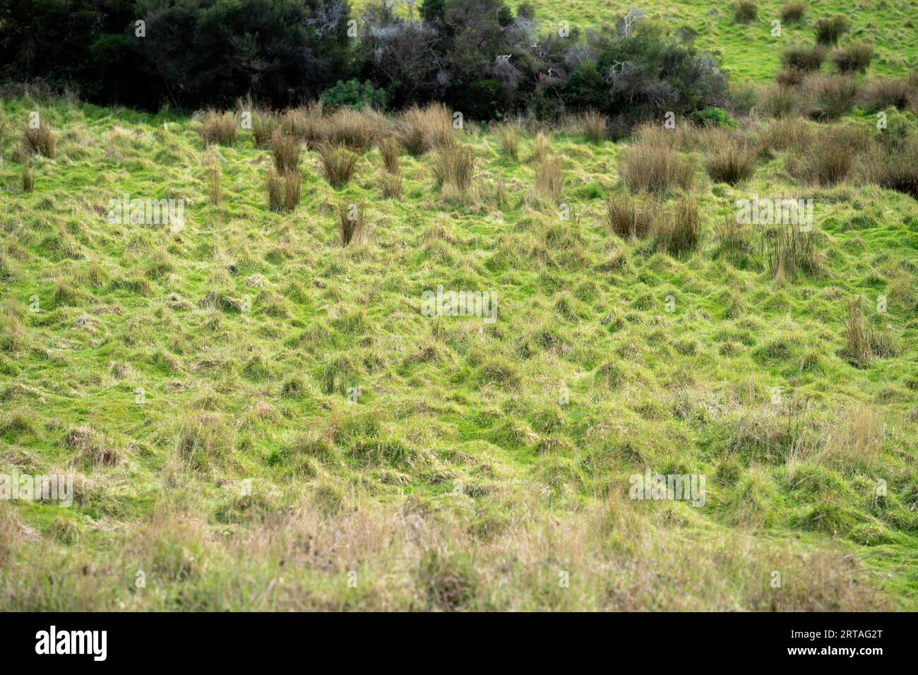 green grass growing in a farm in america Stock Photo - Alamy
