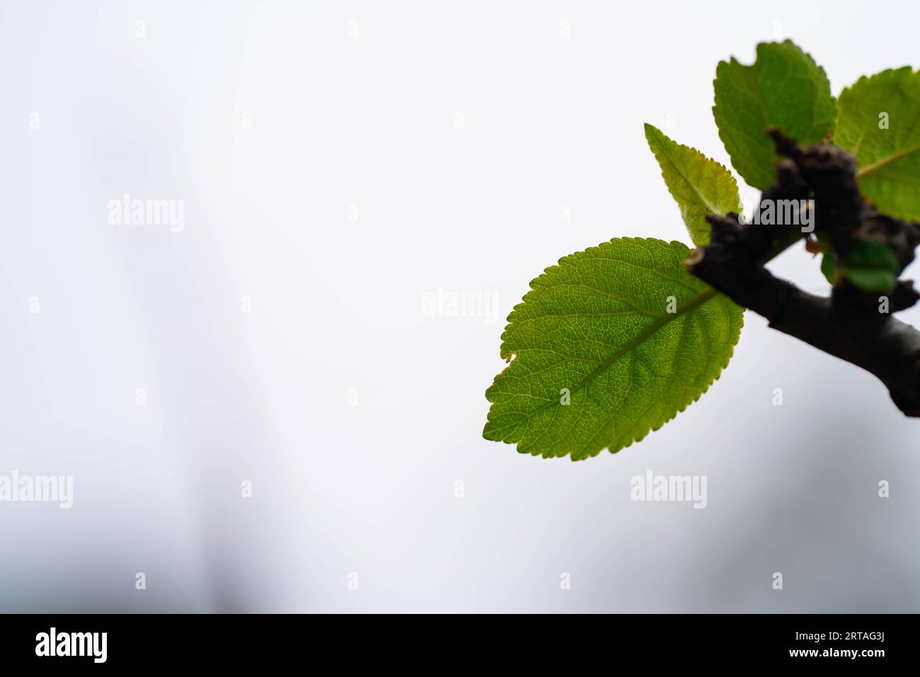 apple orchard getting new leaves in spring Stock Photo - Alamy
