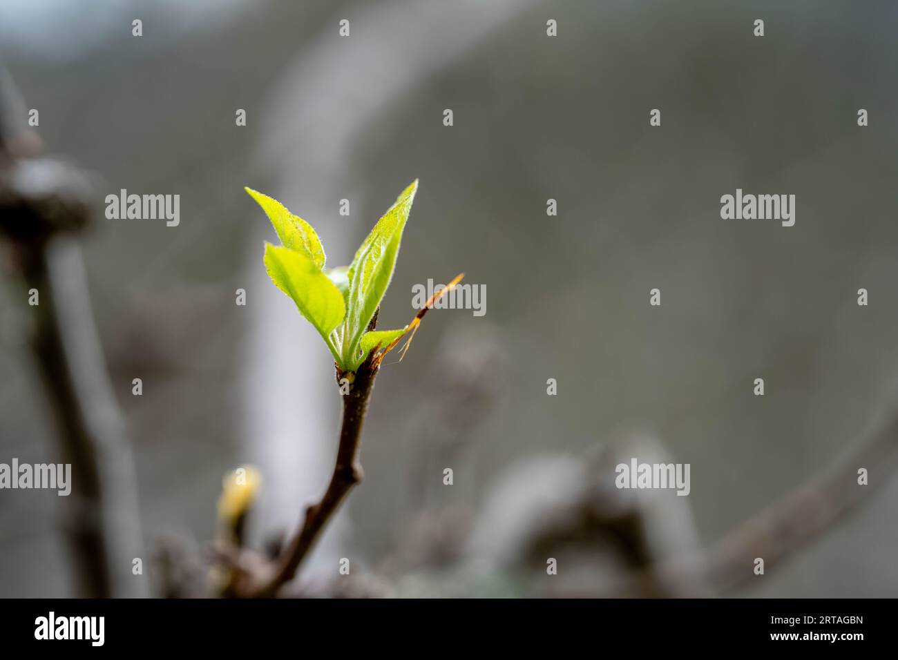 apple orchard getting new leaves in spring Stock Photo - Alamy