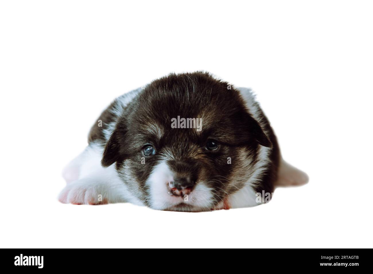 Close-up of wistful snout muzzle of brown white two-month-old puppy of ...