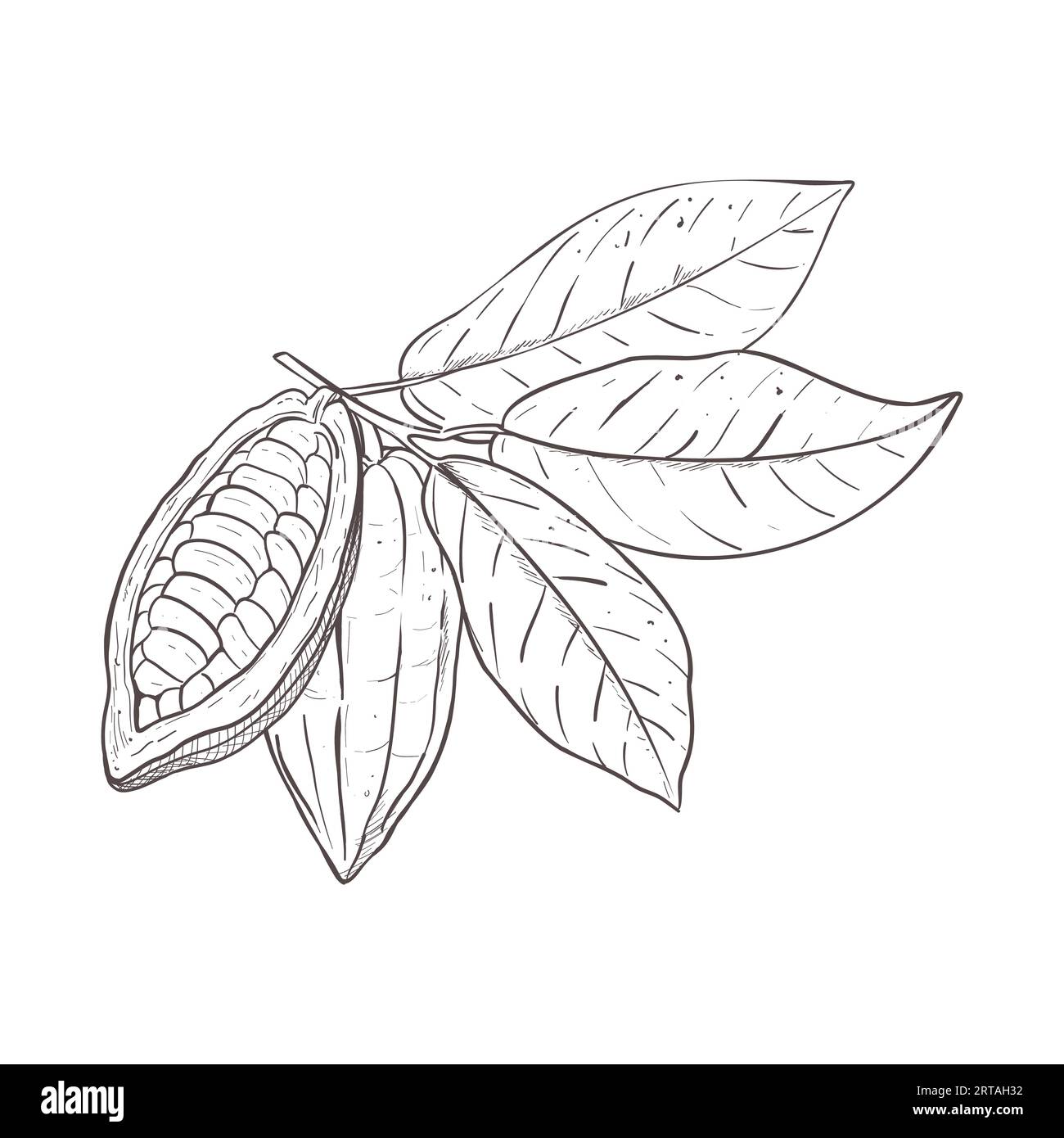Vector illustration set of cocoa leaves and closed and opened beans ...