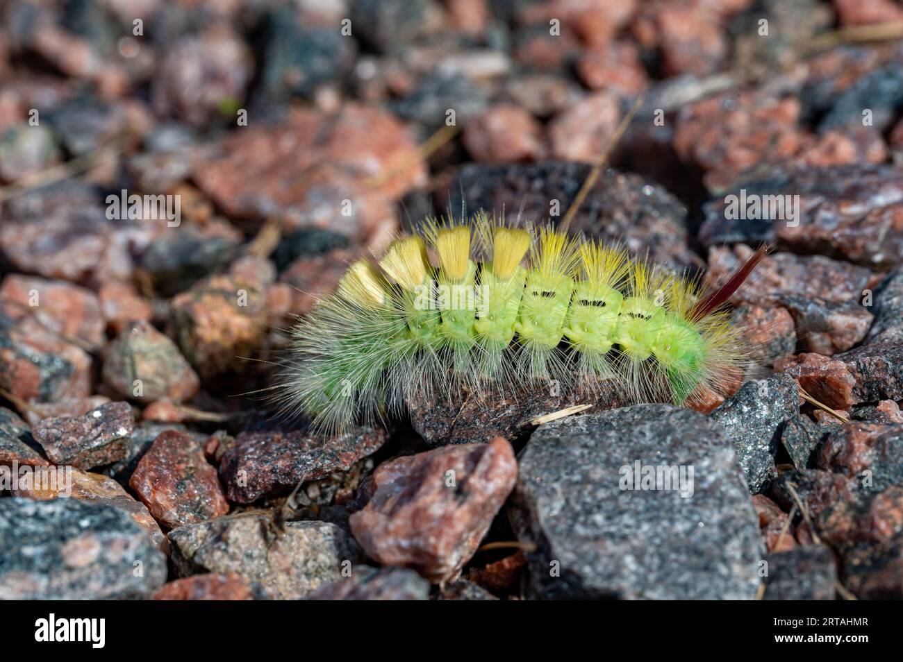 Calliteara pudibunda larva called pale tussock larva Stock Photo - Alamy