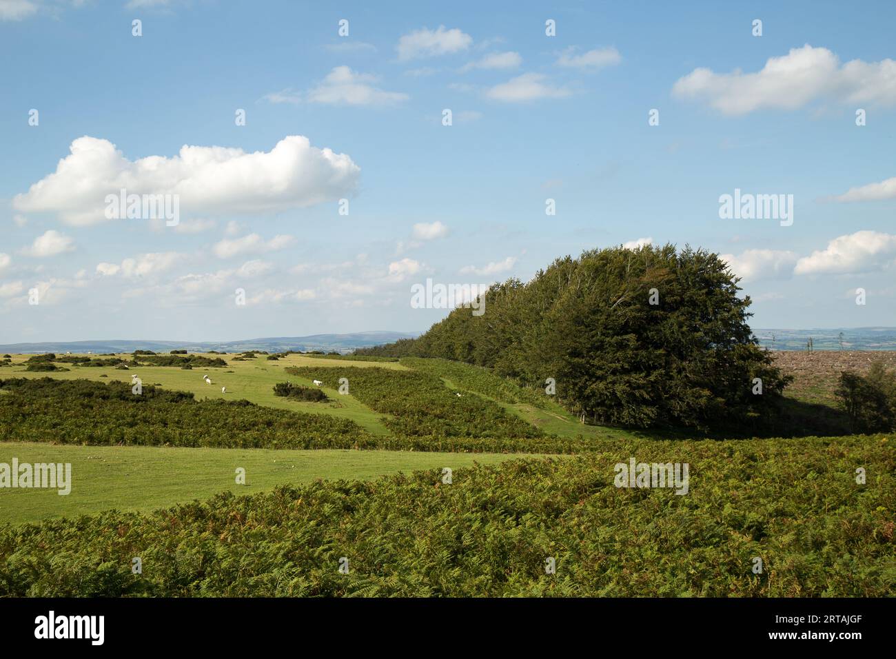 Welsh forest exploration hi-res stock photography and images - Alamy