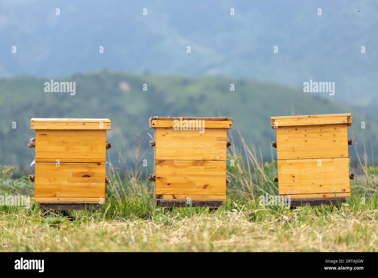 Wooden houses for bees on a mountain bee farm, a beehive in an apiary ...