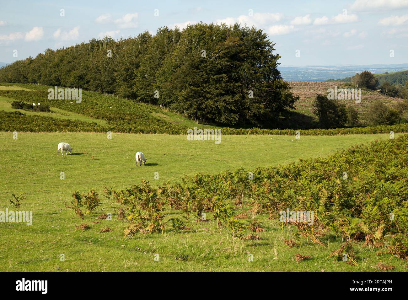 Welsh forest exploration hi-res stock photography and images - Alamy