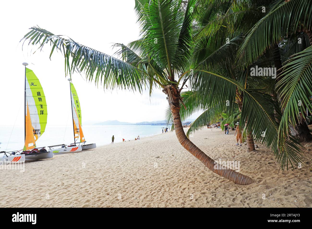 Sanya City, China - April 2nd, 2019: Natural scenery of tall coconut ...