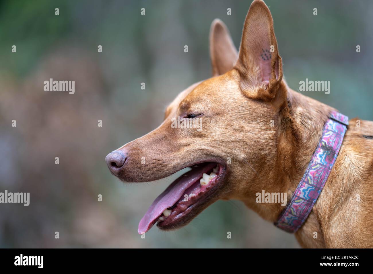 Australian red kelpie dog hi-res stock photography and images - Alamy