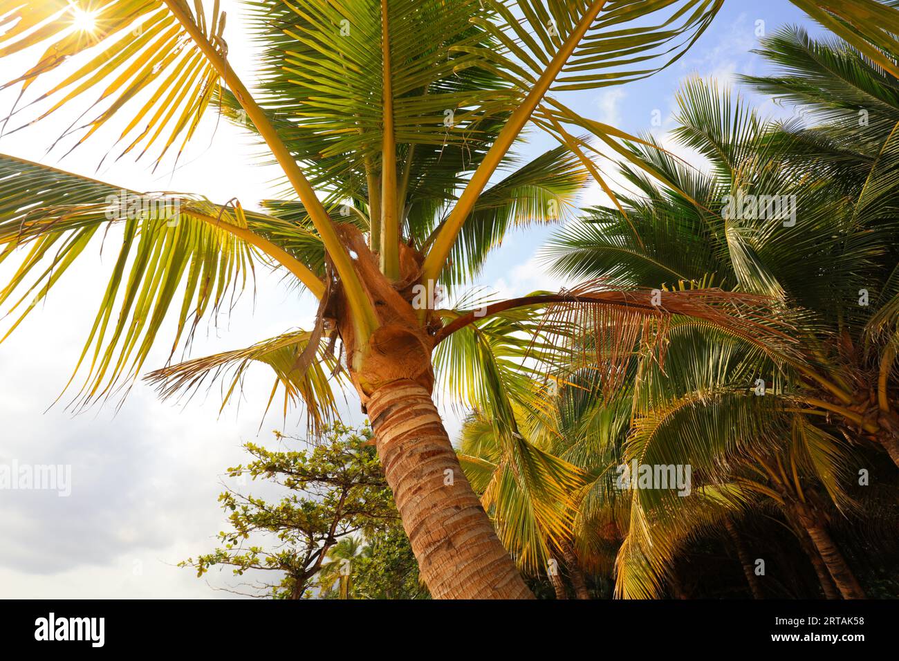 Coconut trees in full bloom in Sanya, Hainan Province, China Stock ...