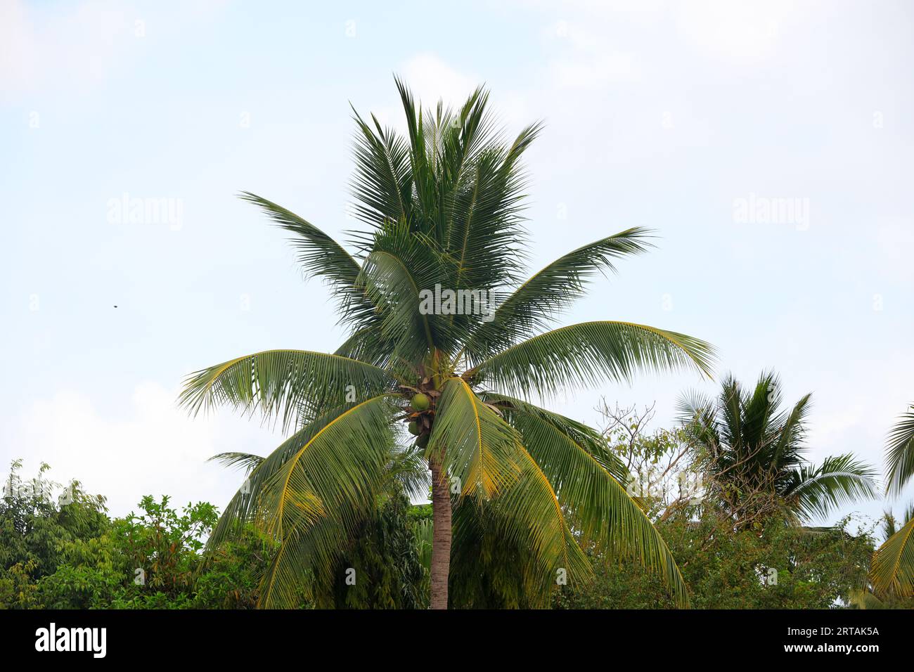 Coconut trees in full bloom in Sanya, Hainan Province, China Stock ...